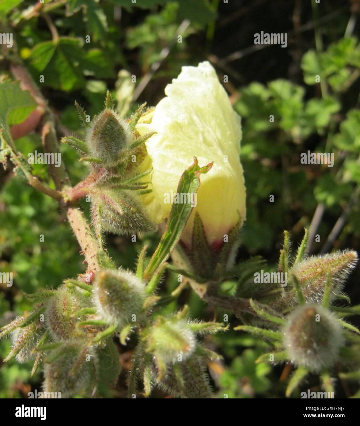 Prickly Tree Hibiscus (Hibiscus diversifolius diversifolius) Dune ...