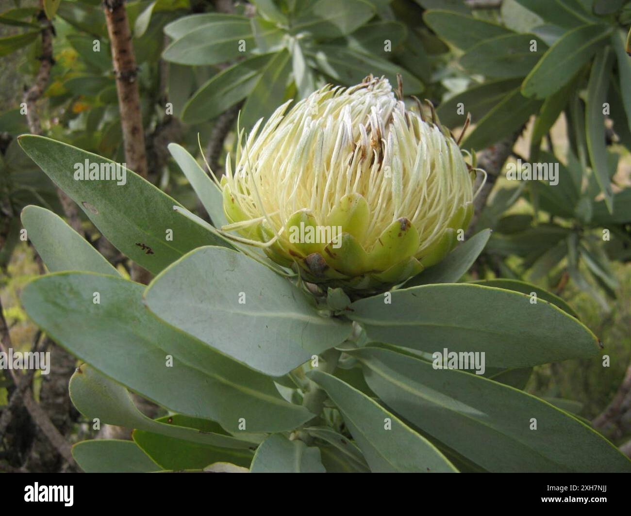 Wagon Tree (Protea nitida) Kouga Wildernis in the Kouga Mts Stock Photo - Alamy