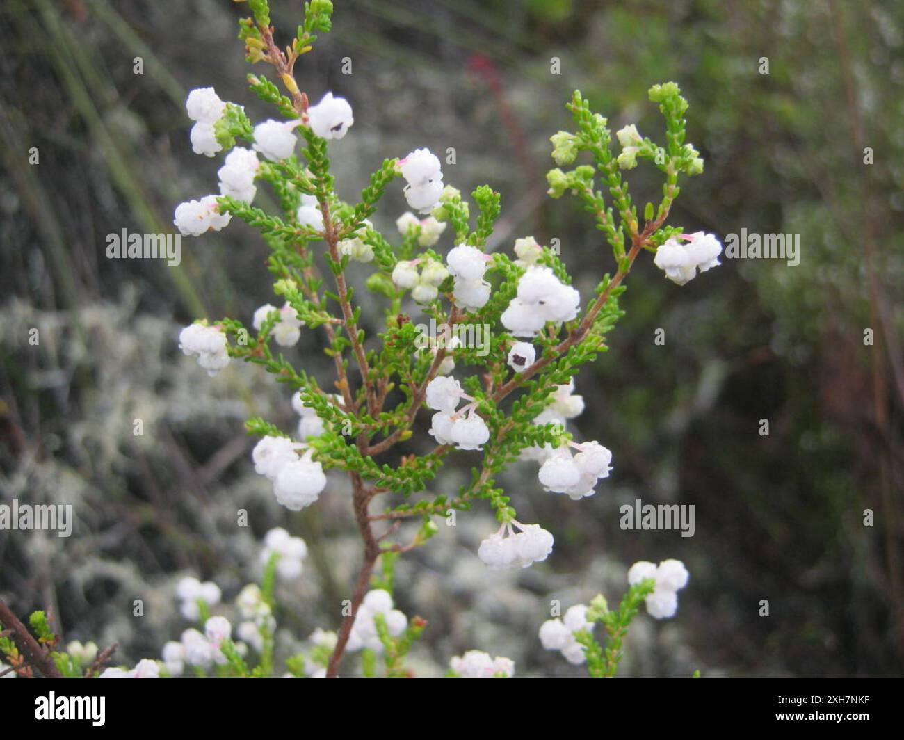 Stunning Heath (Erica formosa) Dune Molerat Reserve Stock Photo - Alamy