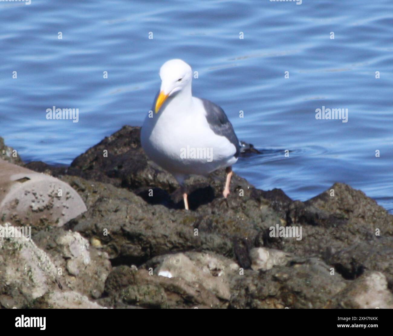 Western Gull (Larus occidentalis) Candlestick point State Recreation ...