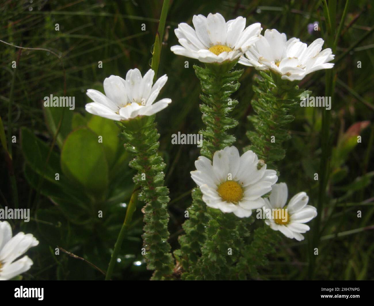 Osmitopsis hi-res stock photography and images - Alamy