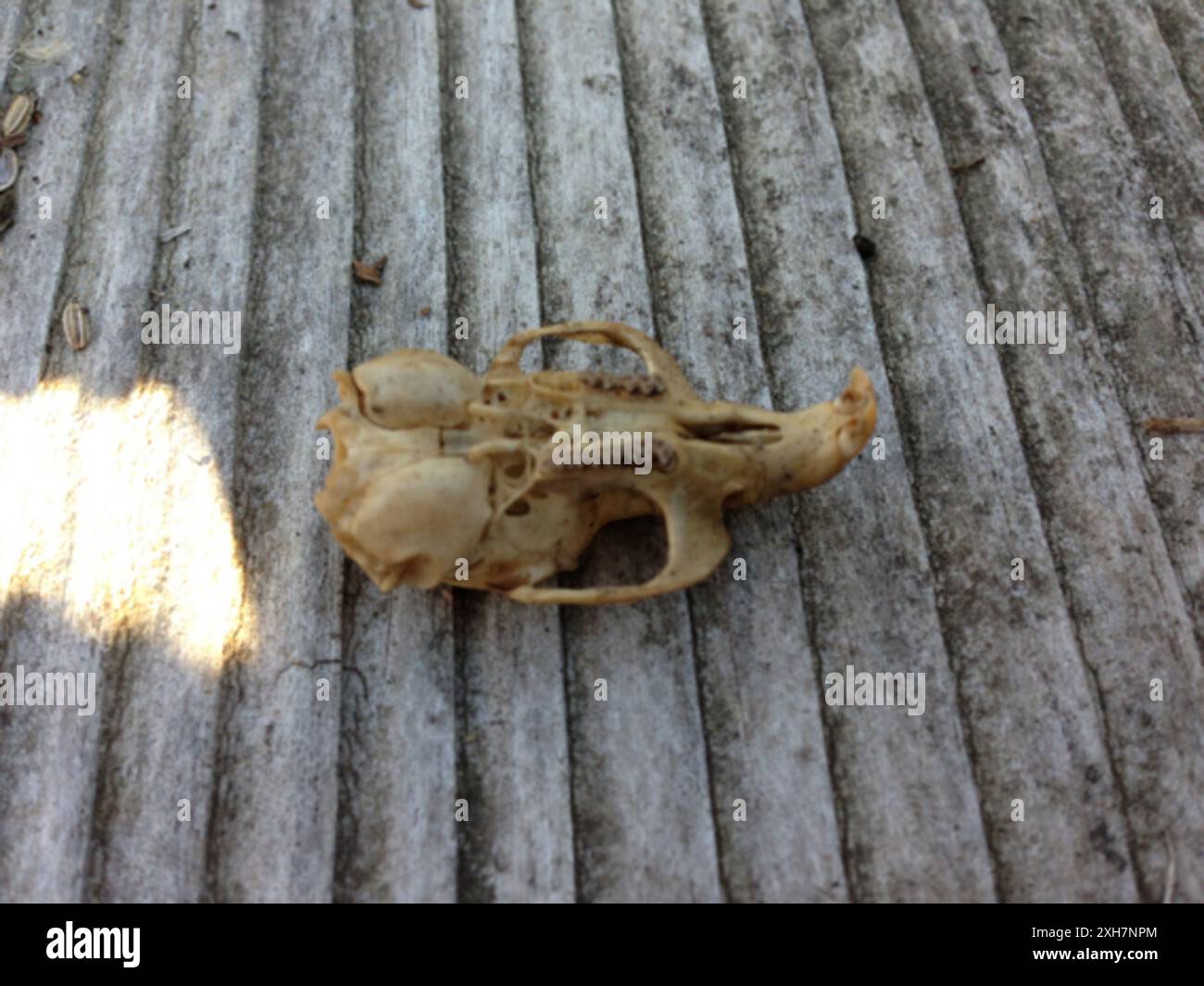 California Vole (Microtus californicus) Mare Island Naval Complex ...