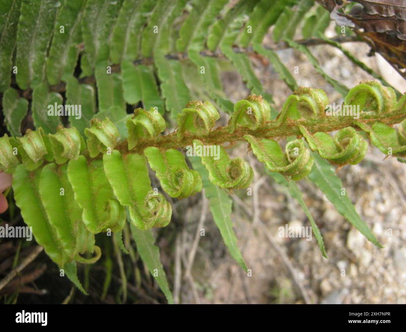 Cape Hard Fern (Blechnum capense) Gouna State Forests Stock Photo - Alamy
