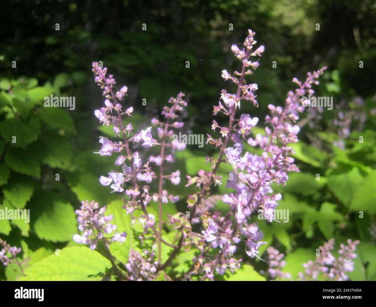pink fly bush (Plectranthus fruticosus) Wilderness National Park at the ...