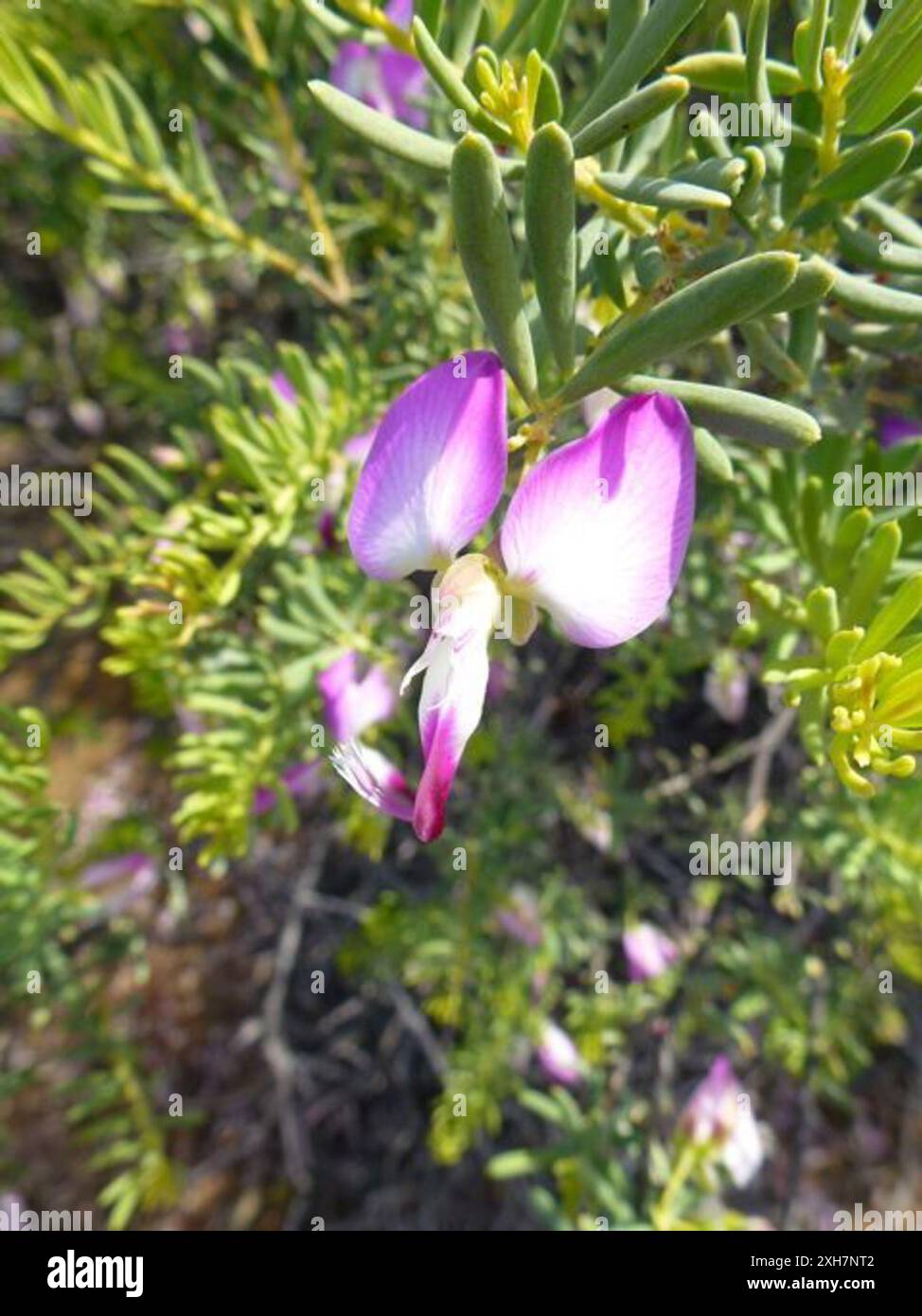 Pineleaf Septemberbush (Polygala myrtifolia pinifolia) , Min Water: Min ...