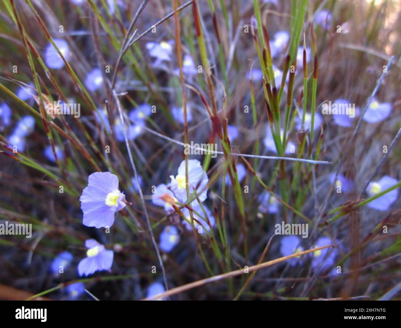 Cape Bladderwort (Utricularia bisquamata) , Langeberg Nature Reserve ...