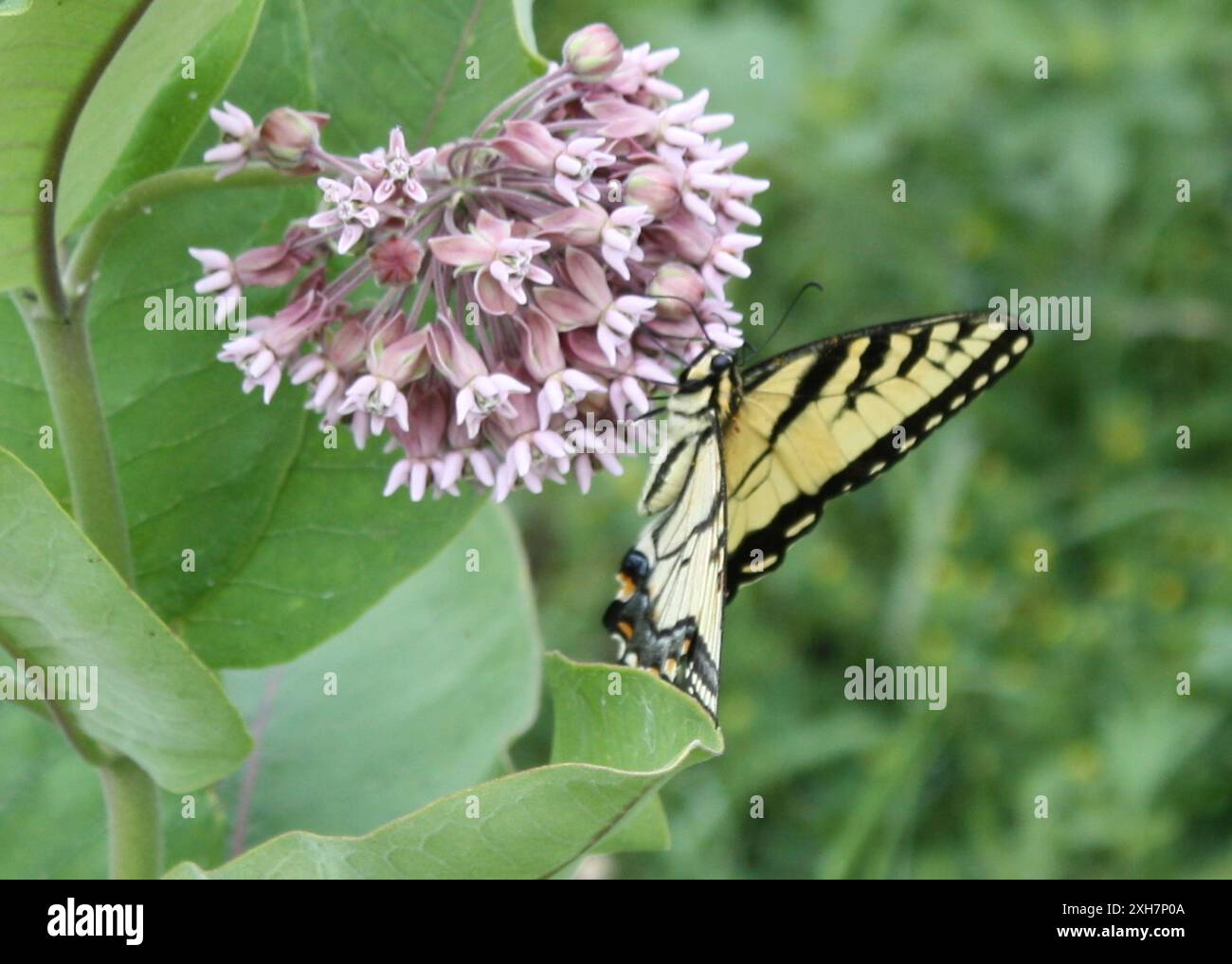 Eastern Tiger Swallowtail (Papilio glaucus) Carleton College Stock ...