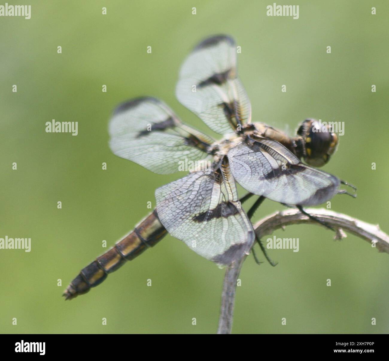 Twelve-spotted Skimmer (Libellula pulchella) Carleton Collge Stock ...