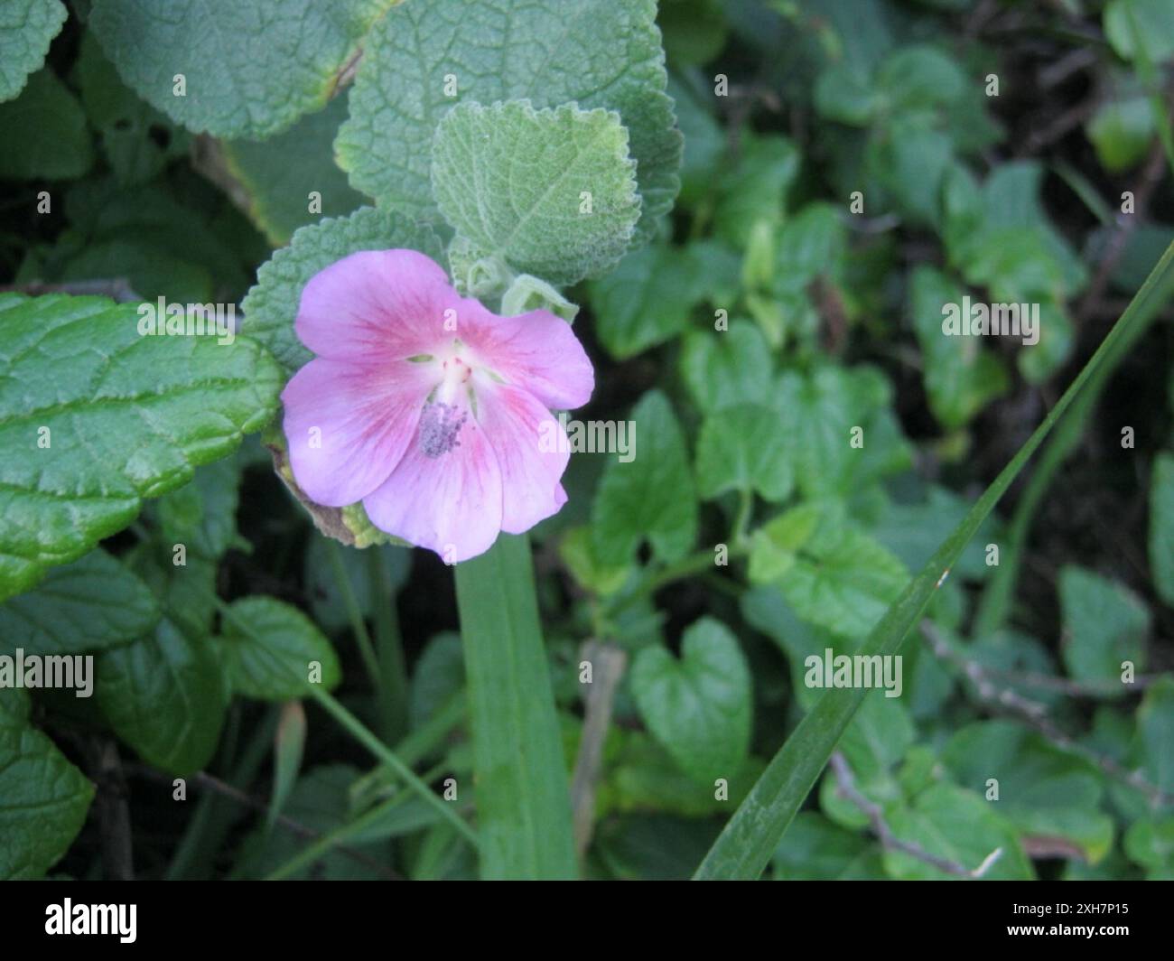 Sandrose Mallow (Anisodontea scabrosa) Kranshoek between Plett and ...