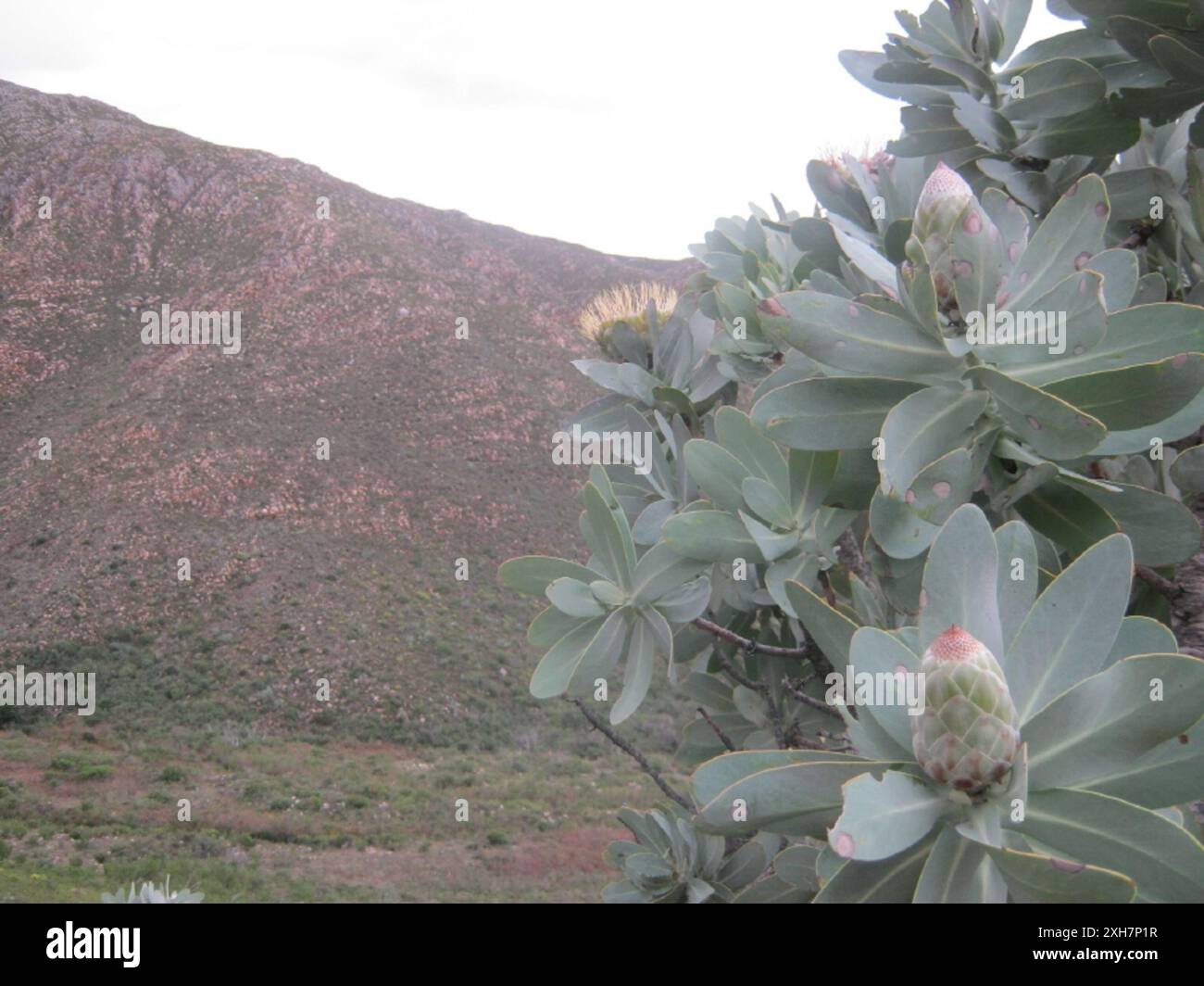 Wagon Tree (Protea nitida) De Hoek Circuit Groot Swartberg Stock Photo ...