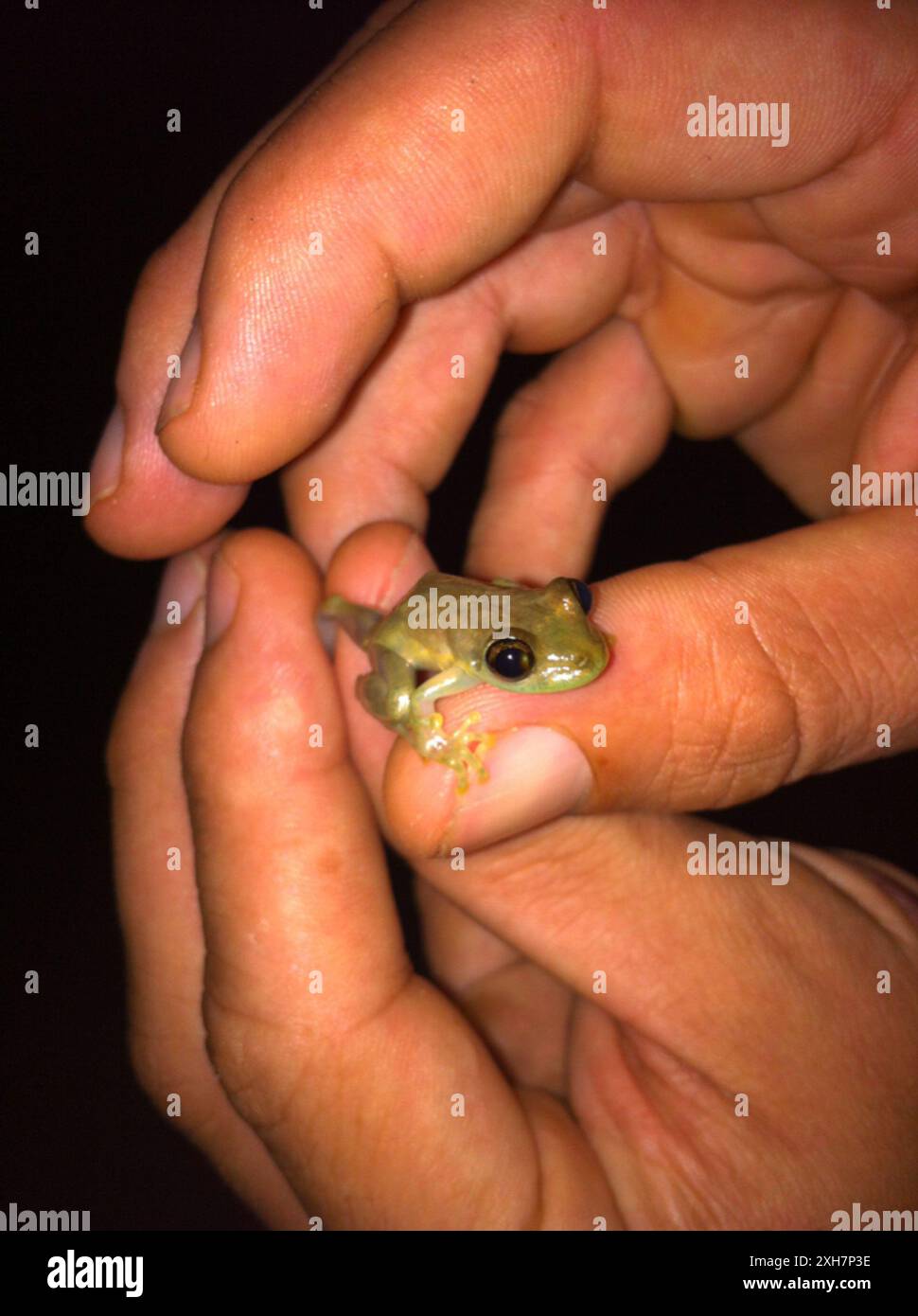 Olive Snouted Tree Frog (Scinax elaeochroa) Bocas Del Toro, Bocas Del ...