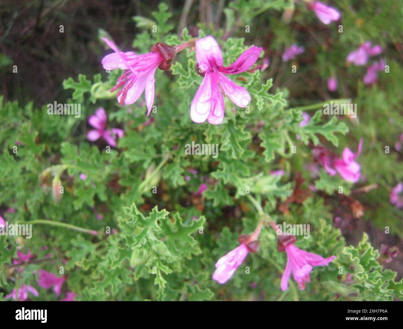 oak-leaved geranium (Pelargonium quercifolium) Blue Hill in the Kouga ...