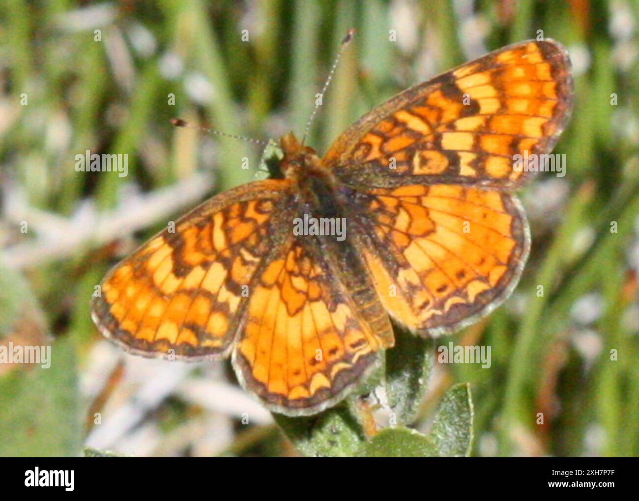 Field Crescent (Phyciodes pulchella) sagehen creek fieldstation Stock ...