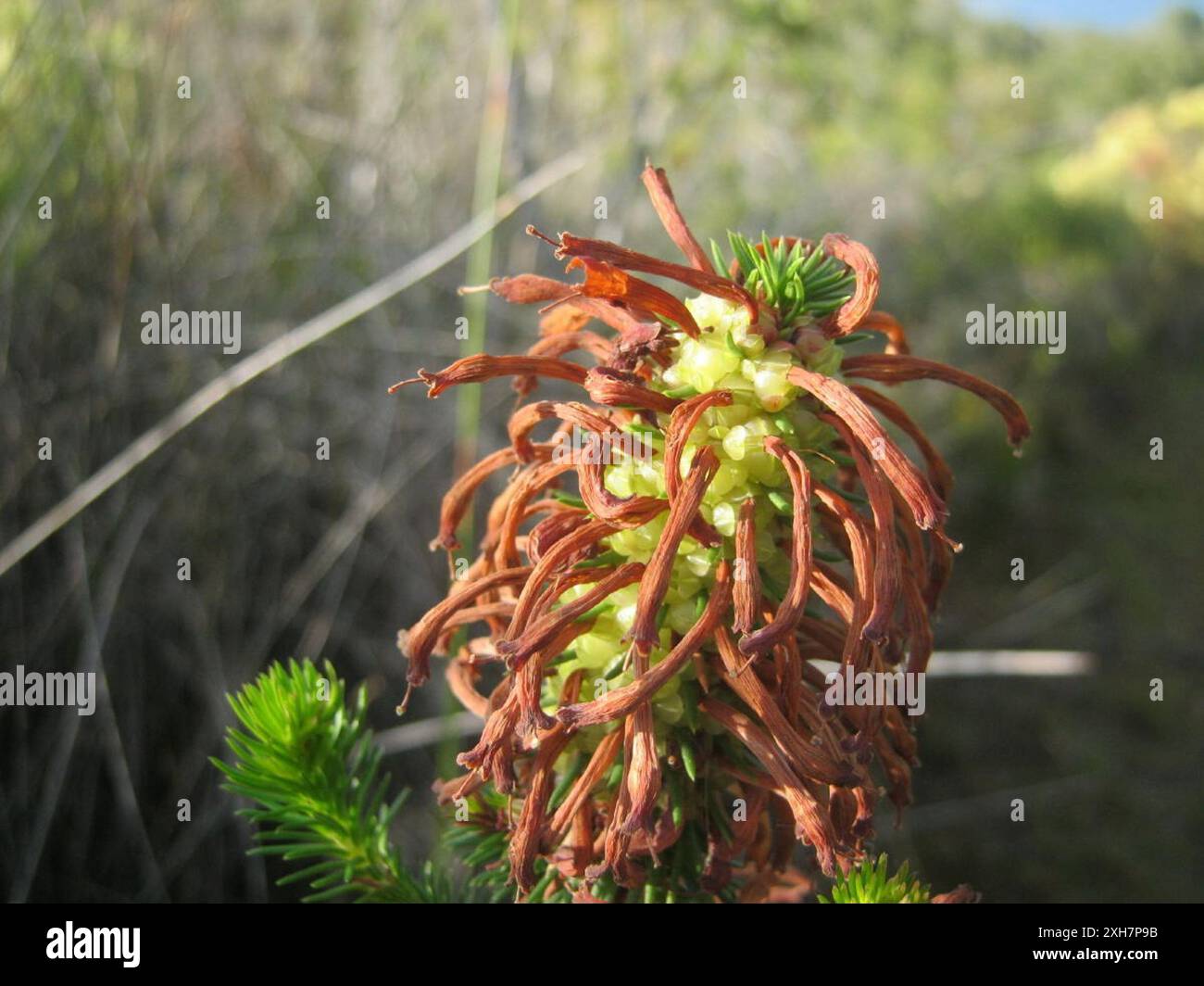 Erica sessiliflora hi-res stock photography and images - Alamy