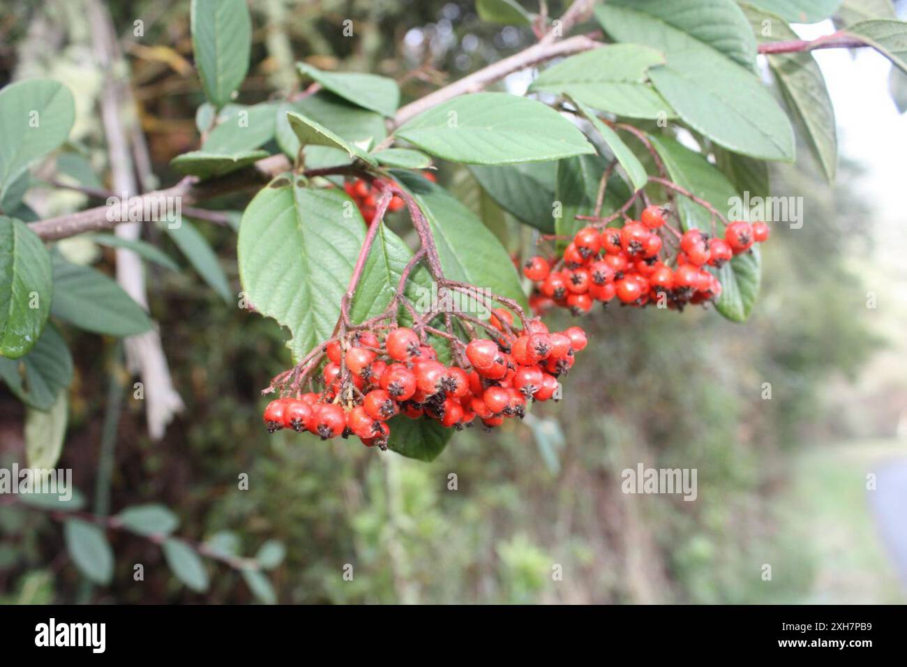 Cotoneasters (Cotoneaster) , Sweeney Ridge Stock Photo - Alamy