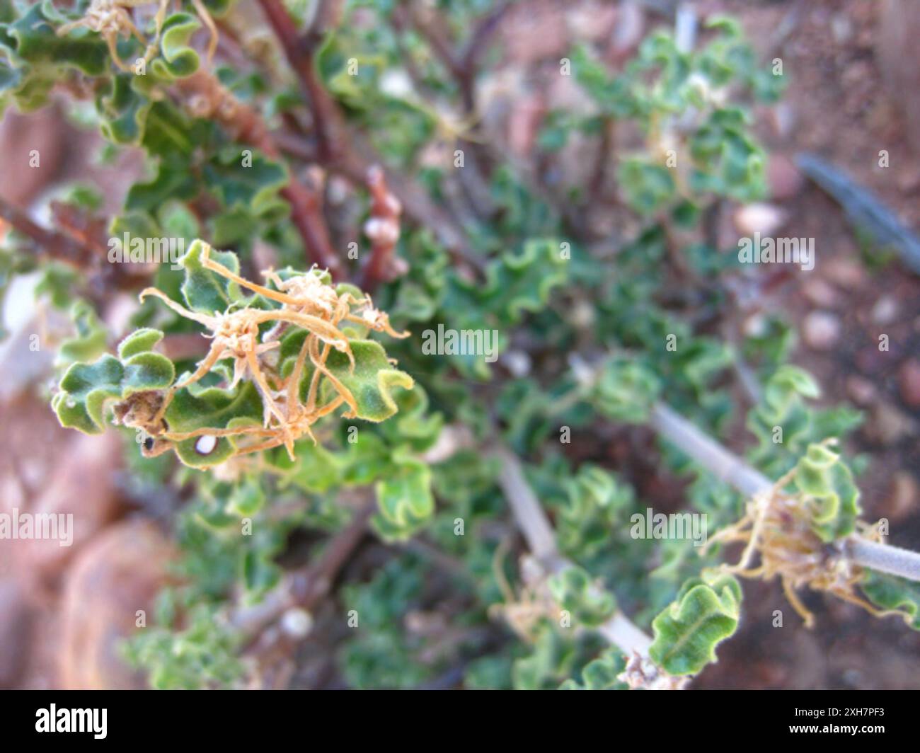 Cape Kambro (Fockea capensis) , Groenefontein Nature Reserve ...
