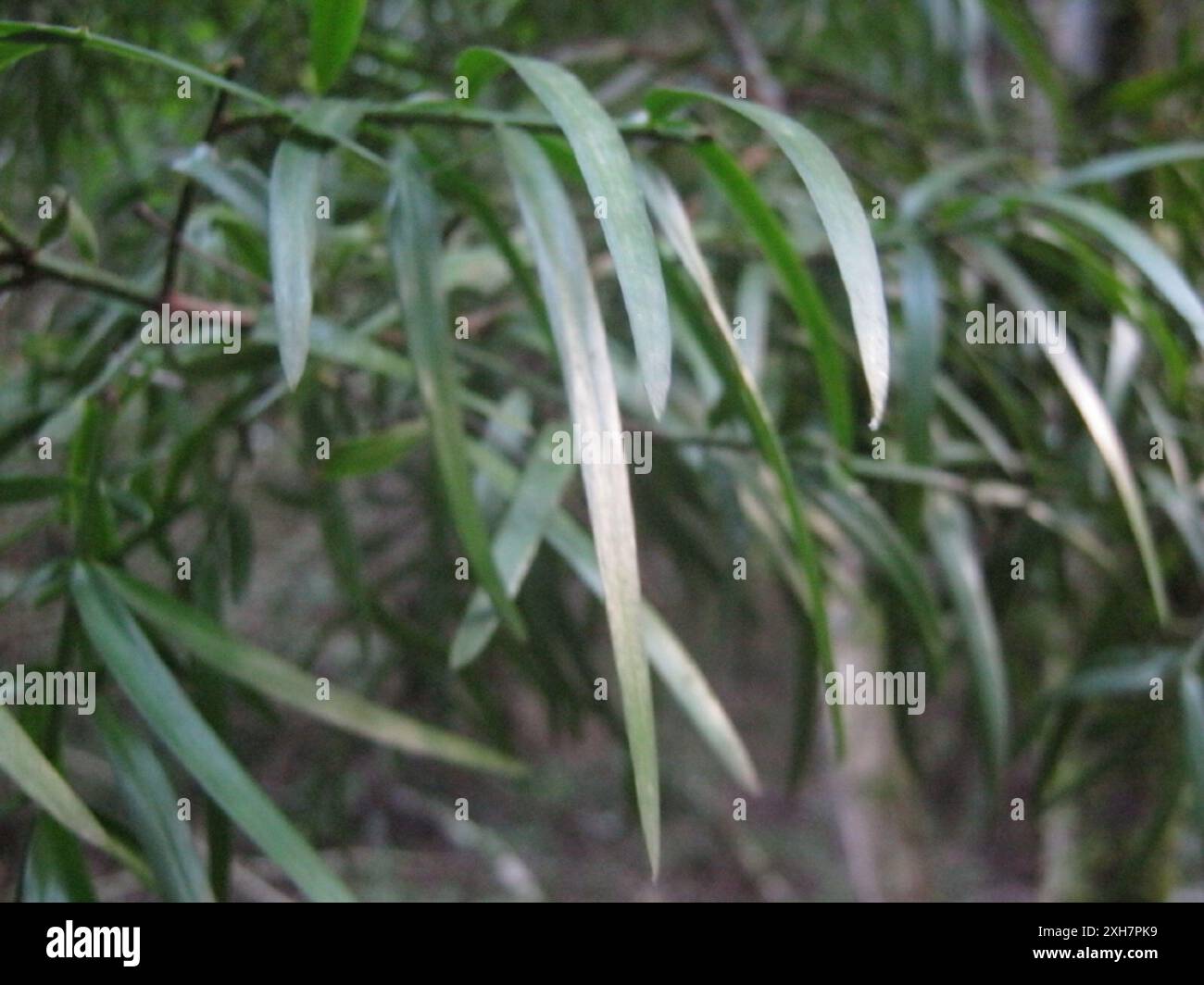 Outeniqua Yellowwood (Afrocarpus falcatus) Strawberry Hill Fern Trail ...