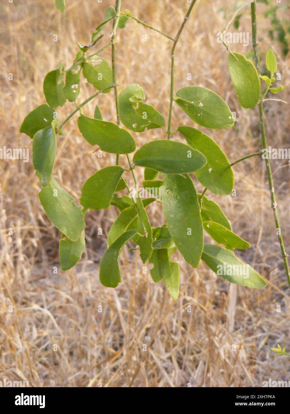 toothbrush tree (Salvadora persica) Funhalouro, Inhambane: Sasol ...
