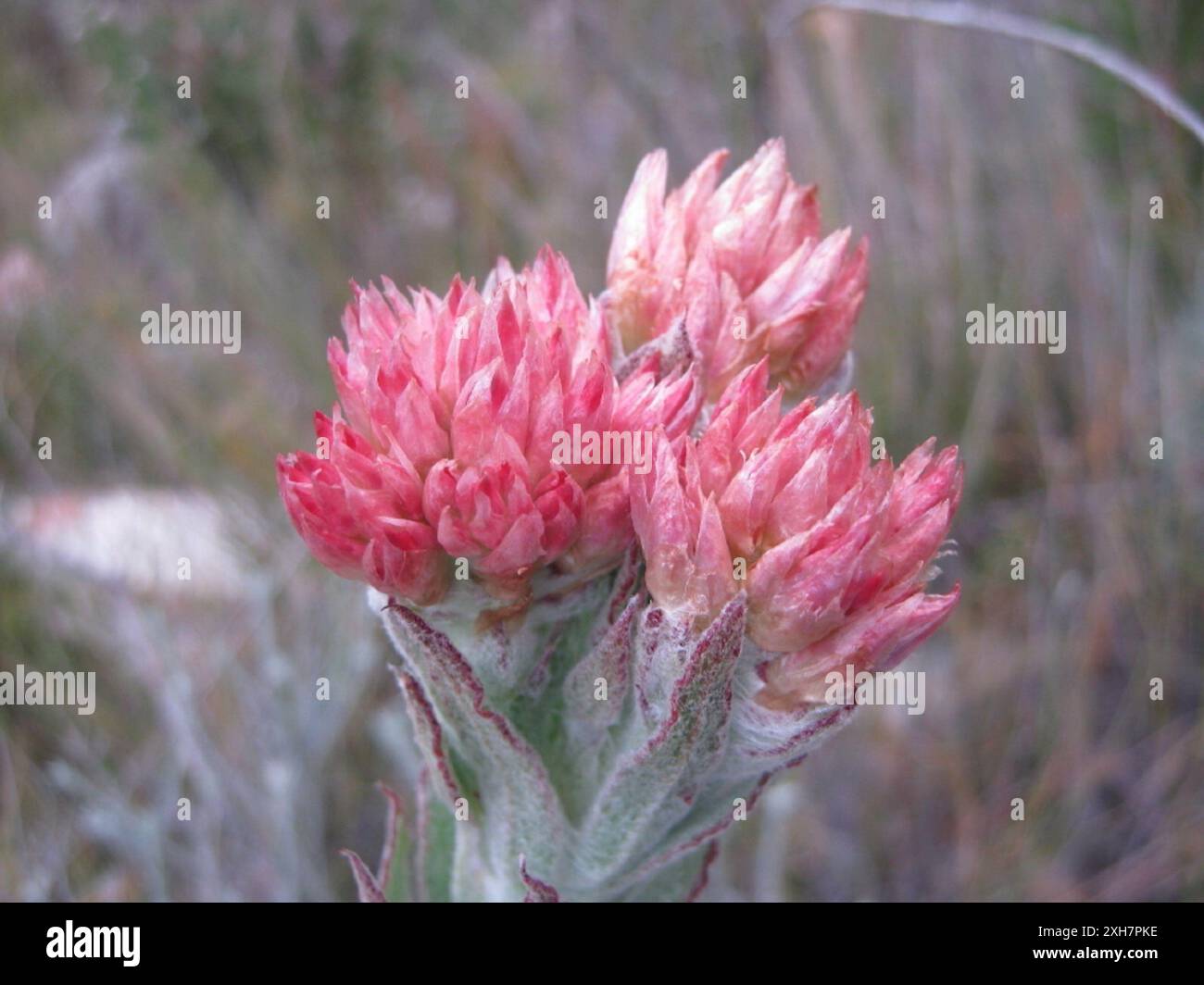 Button Sewejaartjie (Syncarpha milleflora) De Hoek Circuit Groot ...