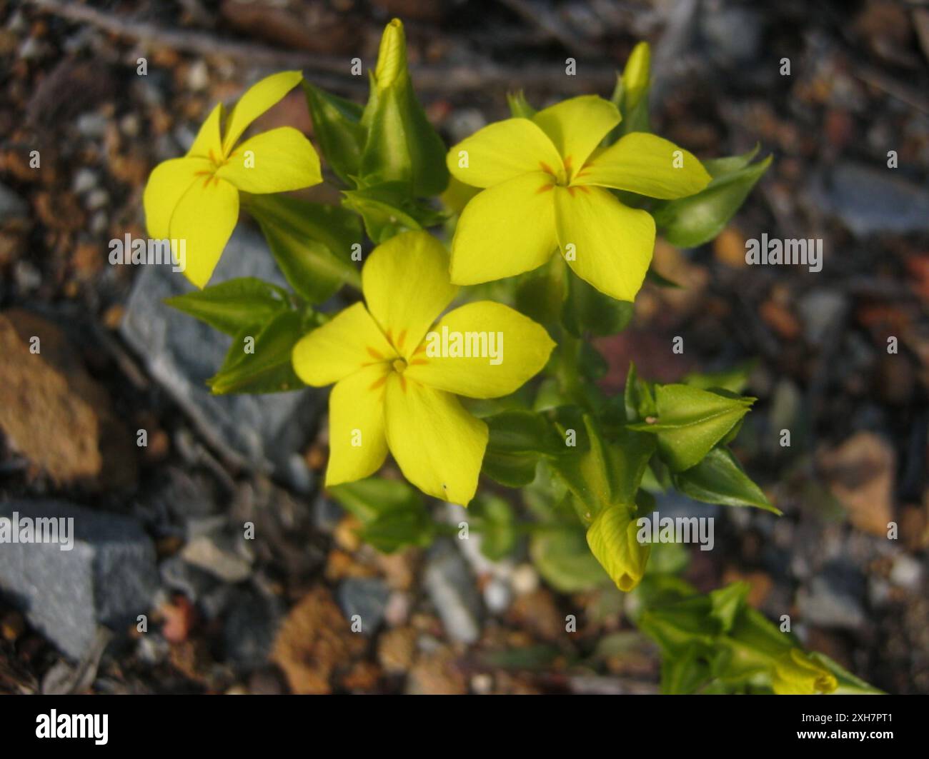 Common Yellowwort (Sebaea exacoides) Northern side of the Langeberg ...