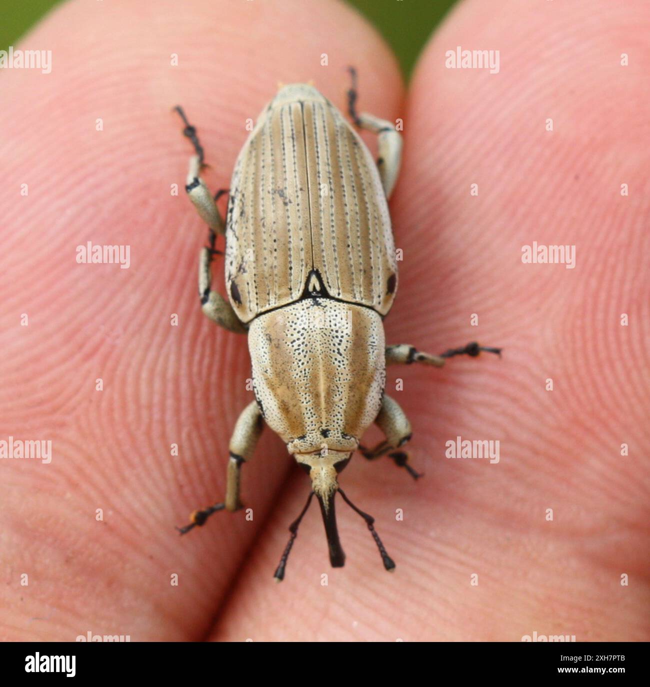 Clay-colored Billbug (Sphenophorus aequalis) wessington, South Dakota ...
