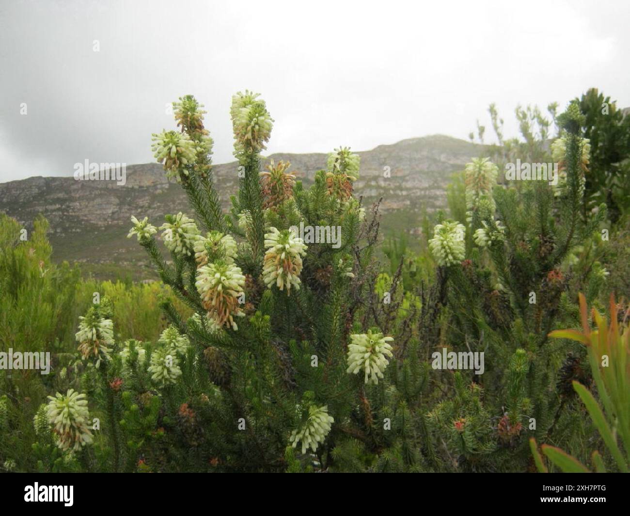 Bottle Green Heath (Erica sessiliflora) Doringrivier in the Outeniquas ...