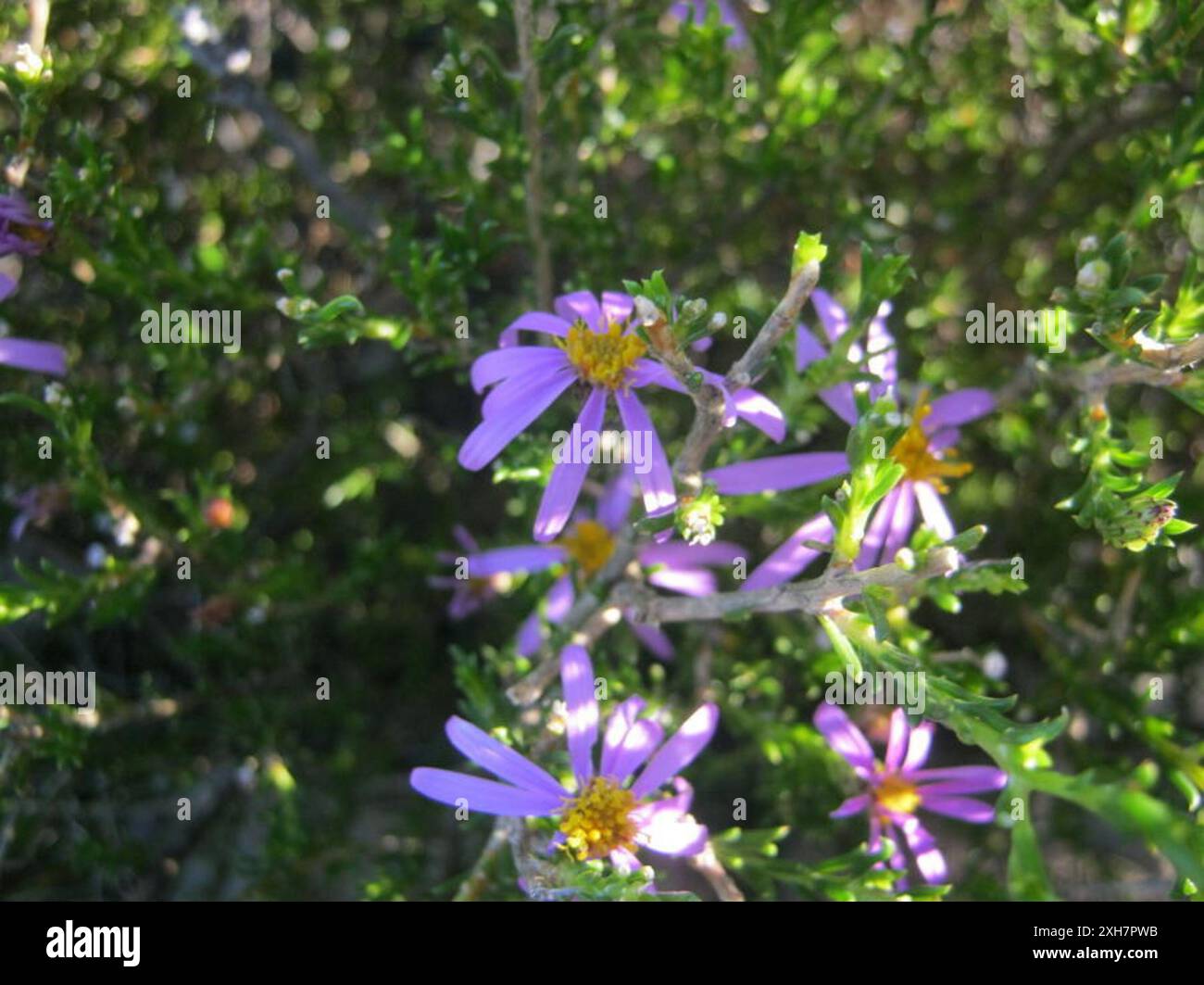 Common Fine Felicia (Felicia filifolia filifolia) Liggies Trail in the ...