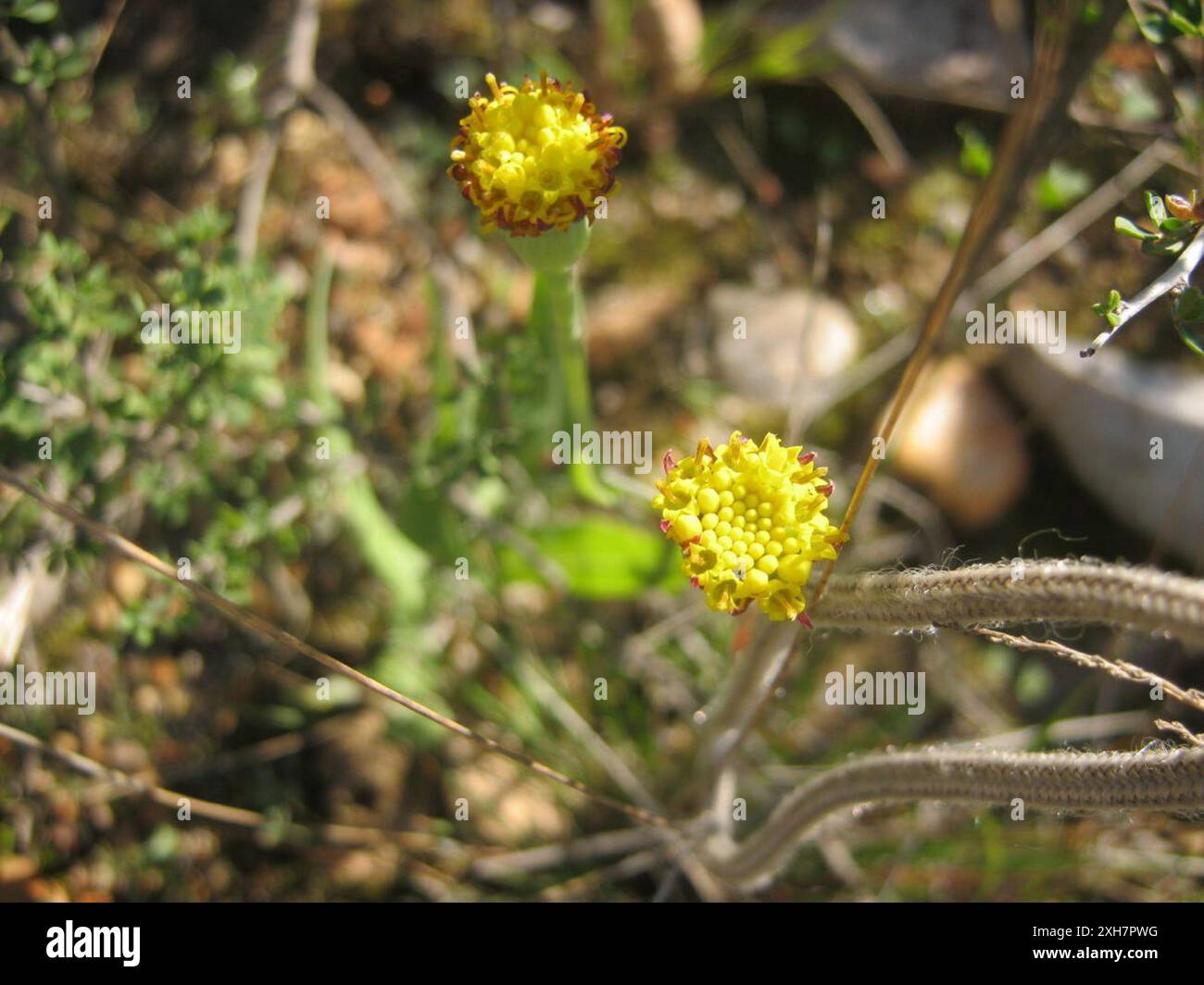 Leafy Babooncabbage (Othonna gymnodiscus) Rooiberg in the Gamkaberg ...