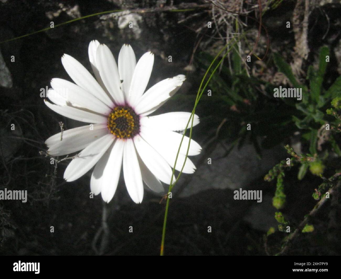 Cape oxeye (Dimorphotheca nudicaulis nudicaulis) Fernkloof in the ...