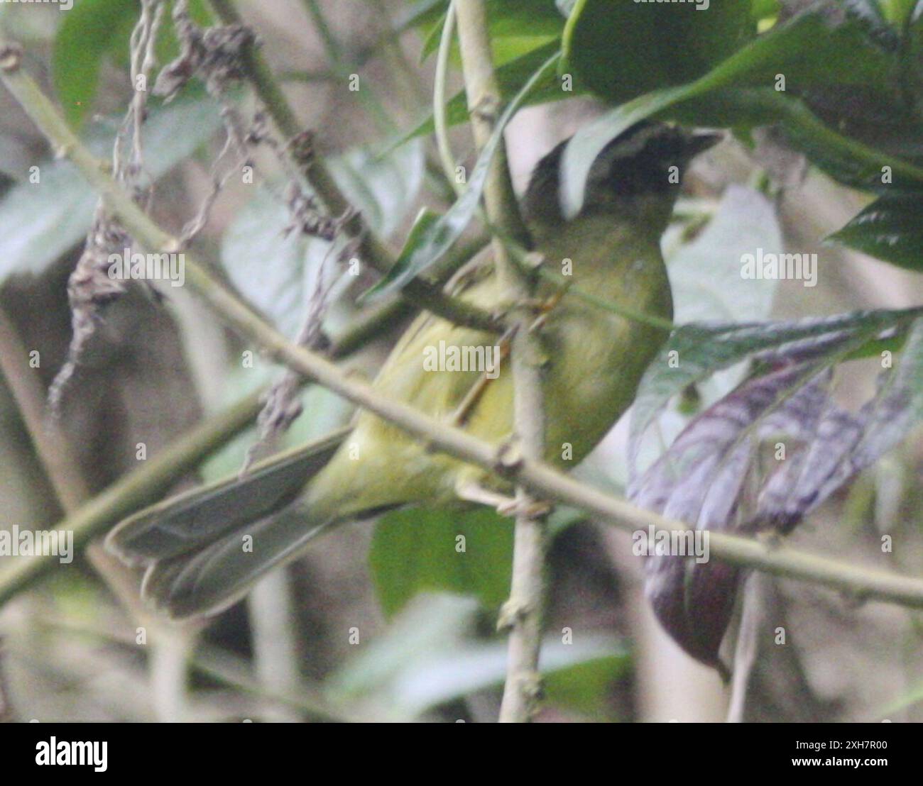 Three-striped Warbler (Basileuterus tristriatus) Chicaque Stock Photo ...