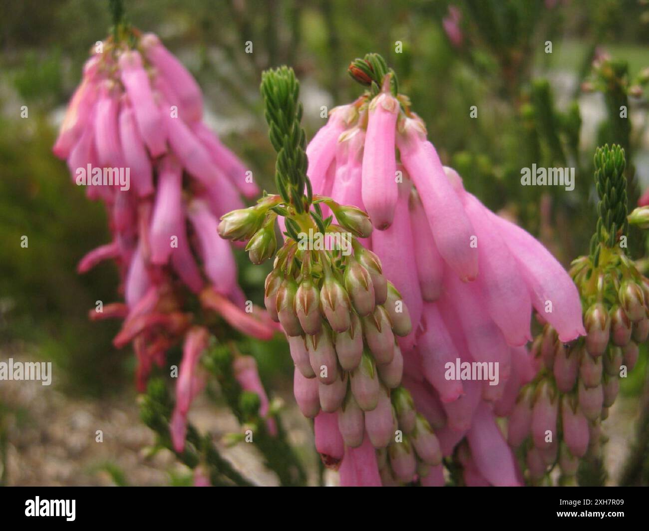 Ninepin heath hi-res stock photography and images - Alamy