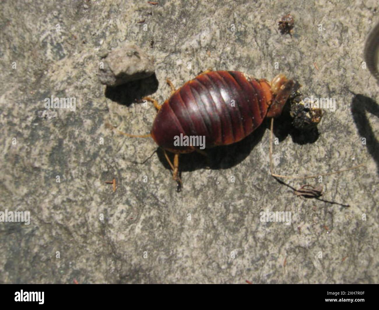 Cape Mountain Cockroach (Aptera fusca) Tonnelbos in the Outeniquas ...