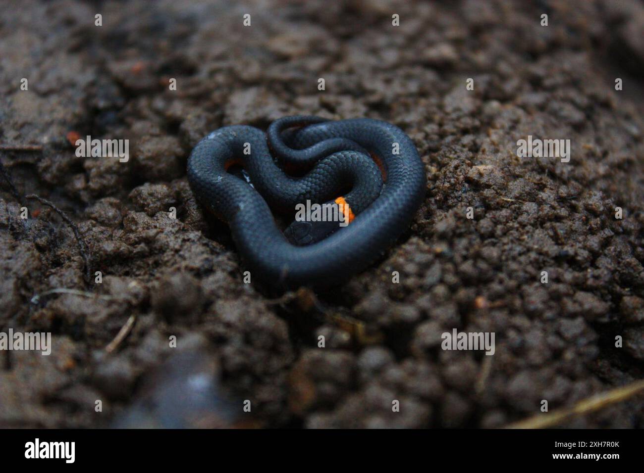 Pacific Ringneck Snake (Diadophis punctatus amabilis) , alexander ...