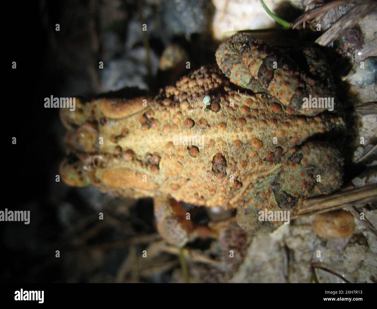 Southern Toad (Anaxyrus terrestris) , Moore County, US-NC, US Stock ...