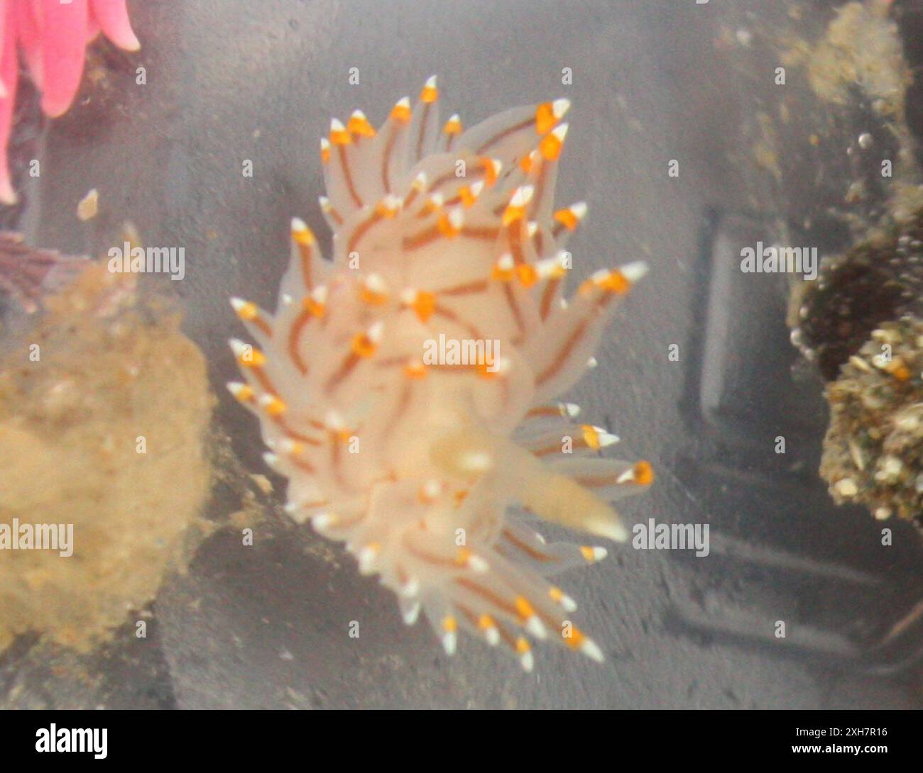 White-and-orange-tipped Nudibranch (Antiopella fusca) , pillar point CA ...