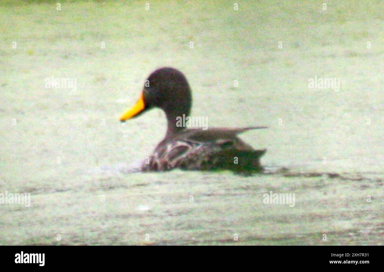 Southern Yellow-billed Duck (Anas undulata undulata) , marievale nature ...