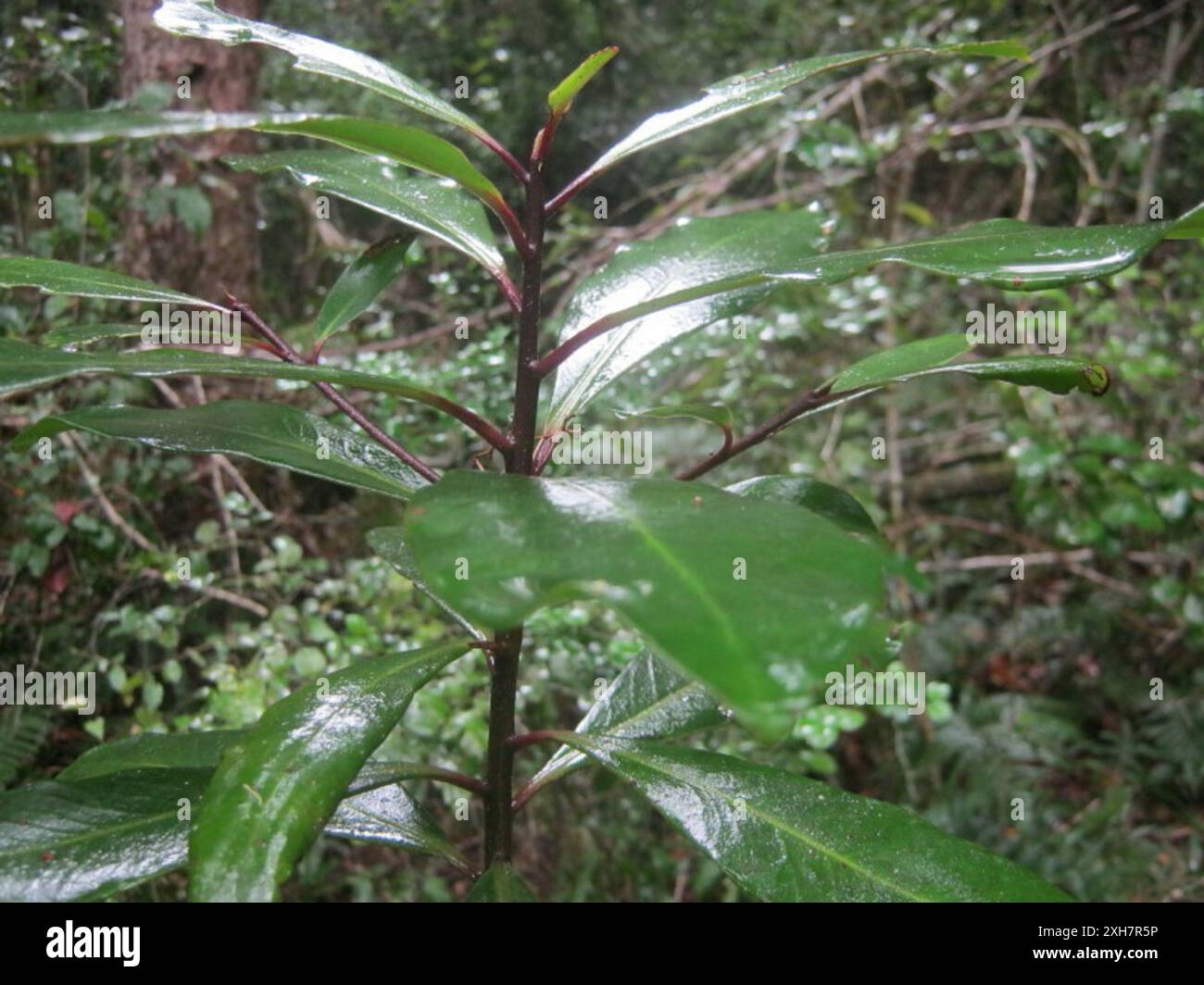 Cape beech (Rapanea melanophloeos) Strawberry Hill: Strawberry Hill ...