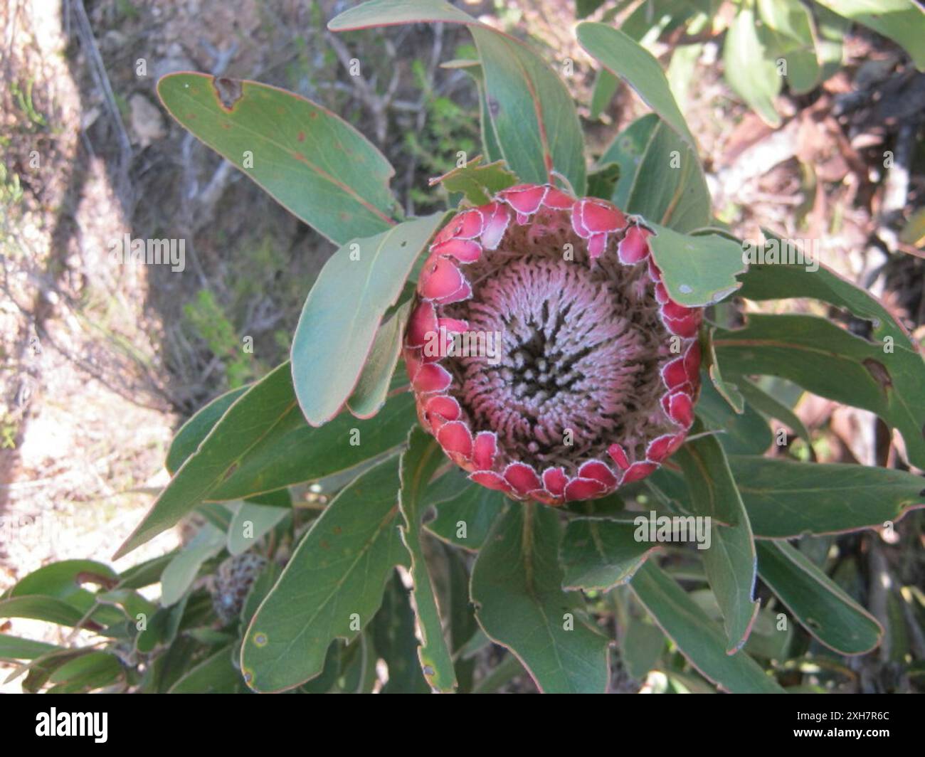 Limestone Sugarbush (Protea obtusifolia) Gouriqua: Gouriqua Stock Photo - Alamy
