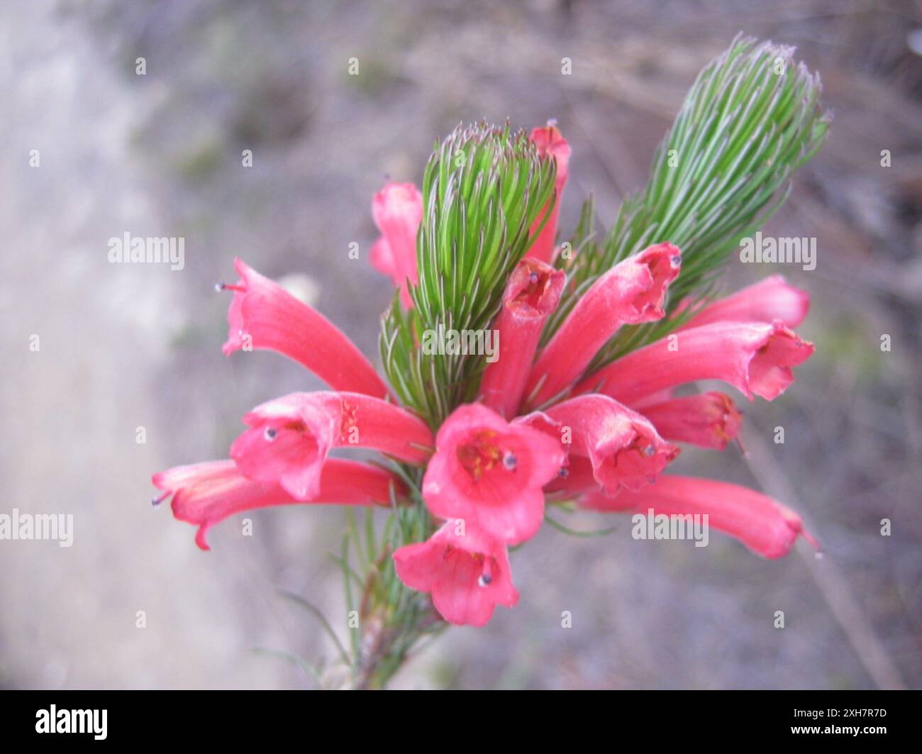 Trembling Heath (Erica vestita) Langeberg Nature Reserve Sleeping ...