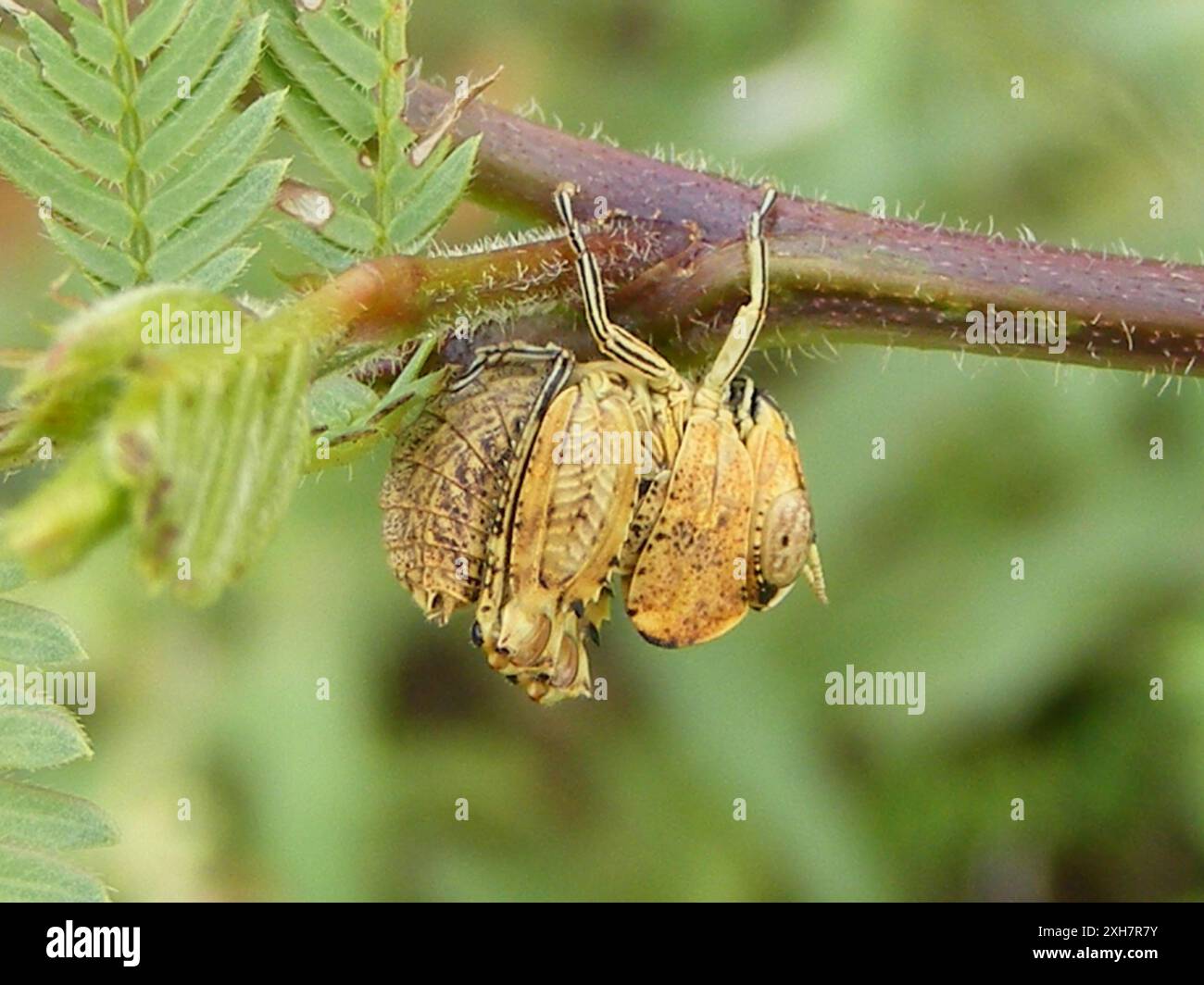 (Parathericles elephantulus) Otjozondjupa, NA: On the farm Taurodoqua ...