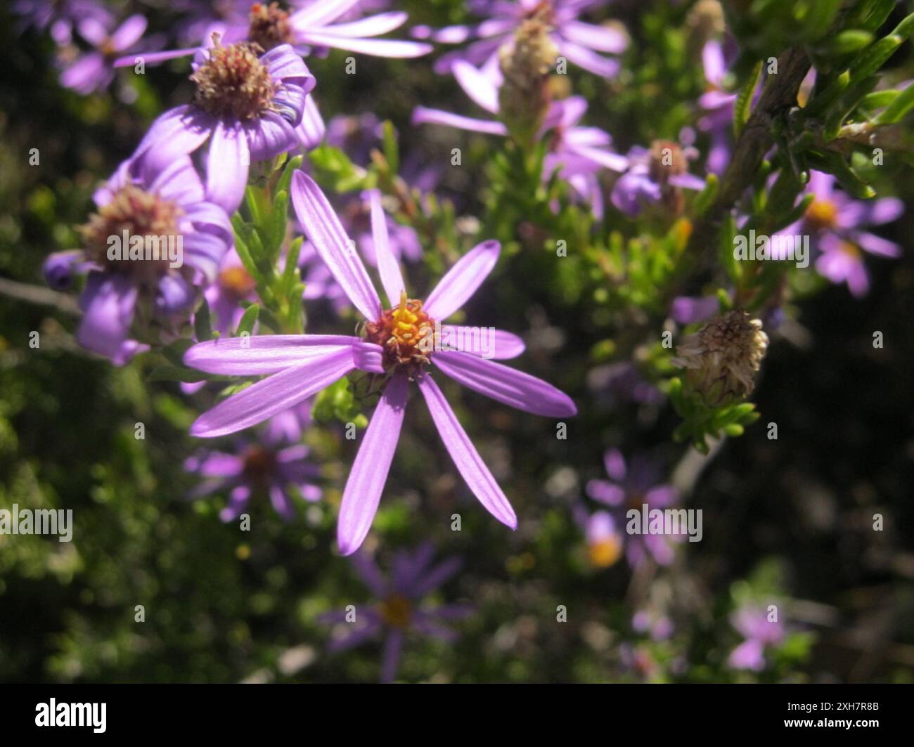 Fine Felicia (Felicia filifolia) Lower slopes of Towerkop in the Kelin ...