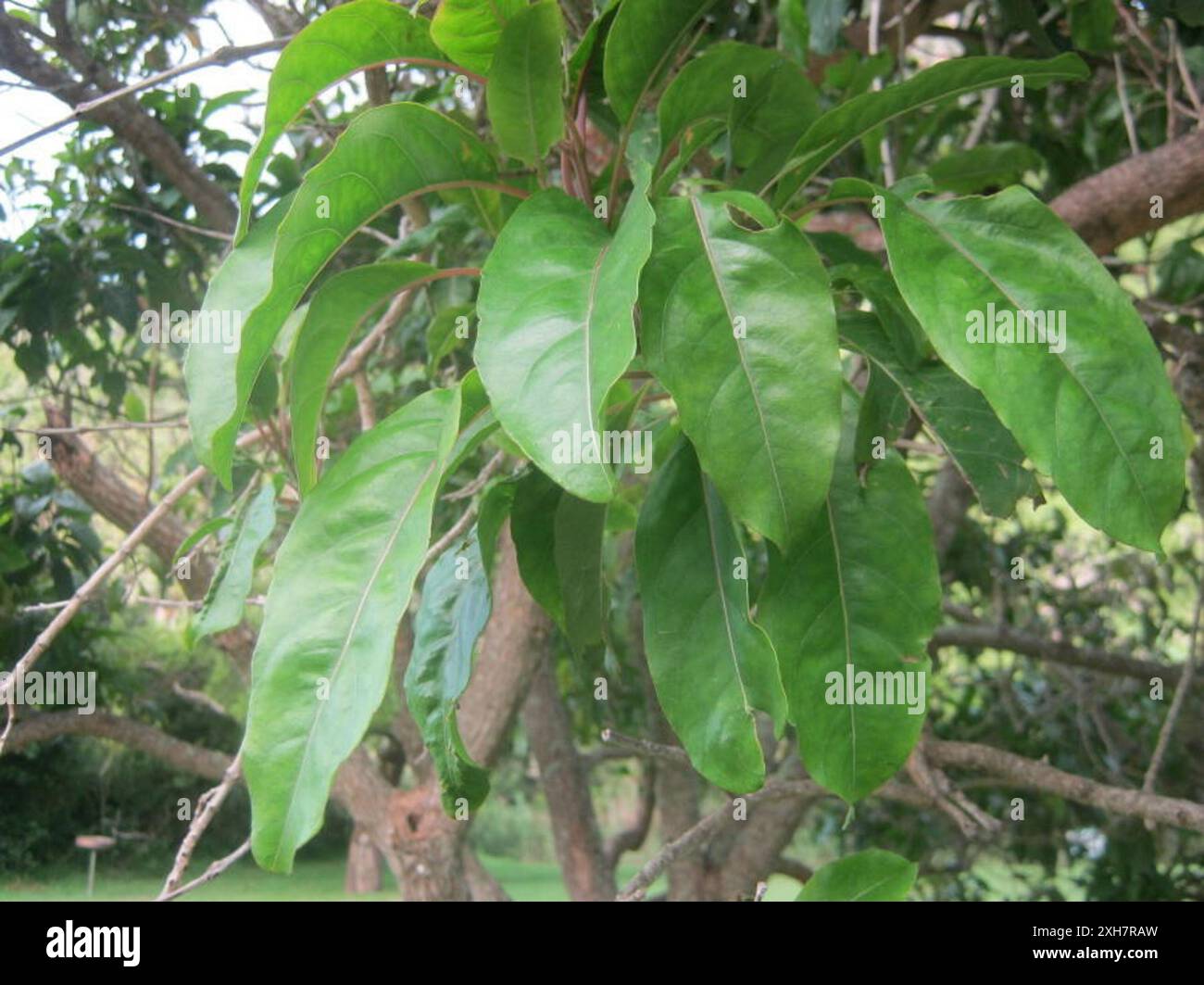 Forest Elder (Nuxia floribunda) Wilderness National Park at the start ...
