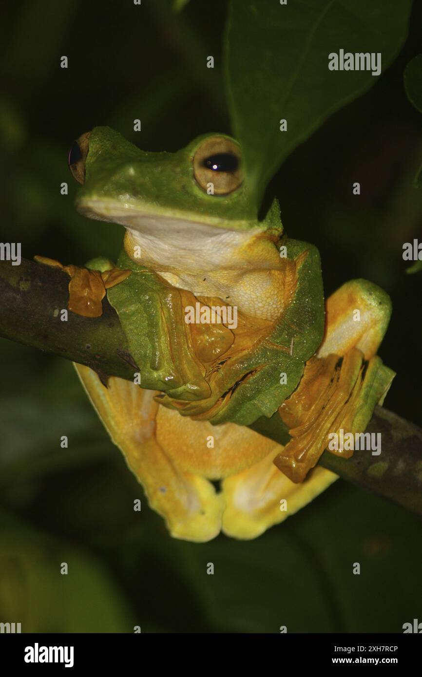 Wallace's Flying Frog (Rhacophorus nigropalmatus) Danum Valley Stock ...