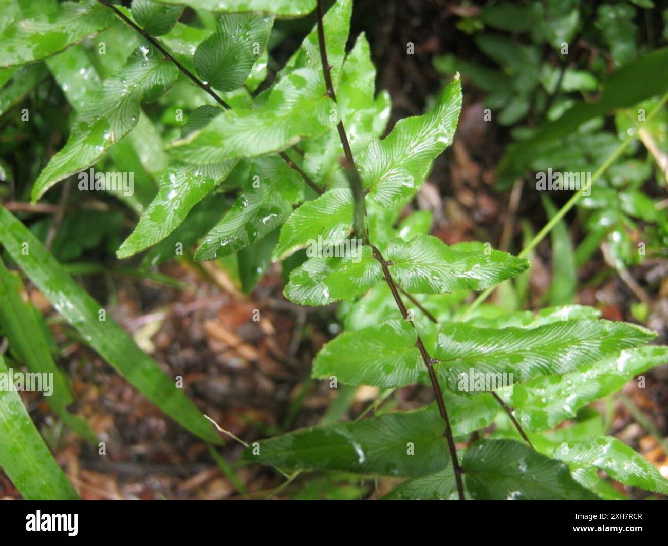 Coastal Common Lip Fern (Cheilanthes viridis macrophylla) Gouna State ...