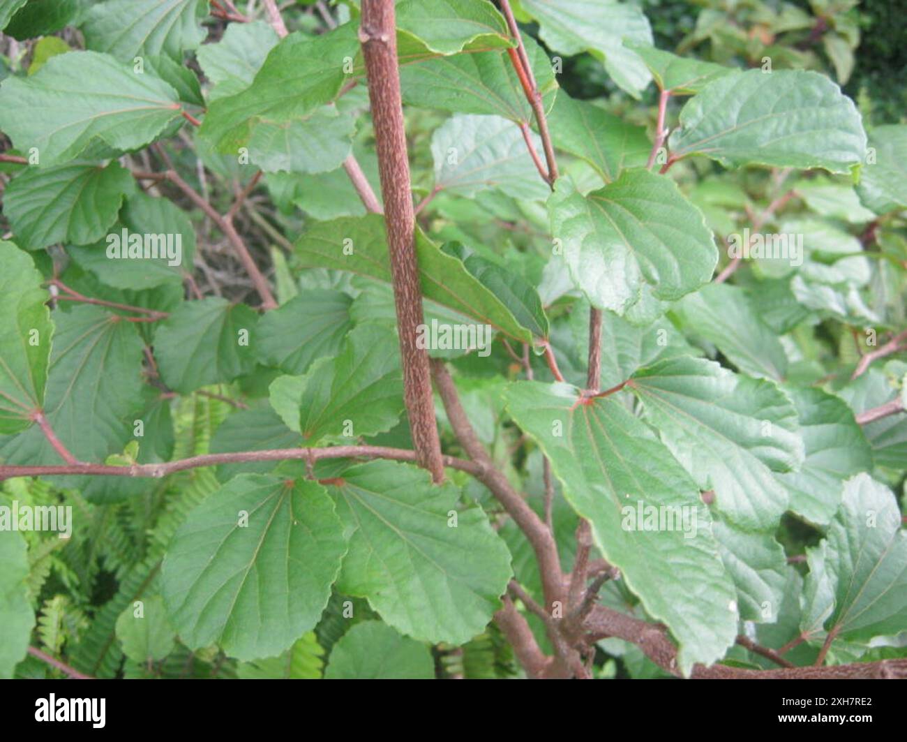 Round-Leaved Wild-Mulberry (Trimeria grandifolia grandifolia ...