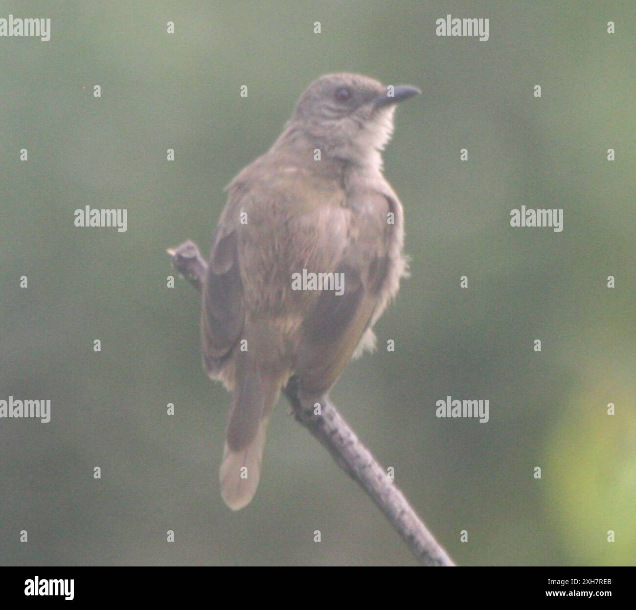 Olive-winged Bulbul (Pycnonotus plumosus) Danum Valley Stock Photo - Alamy