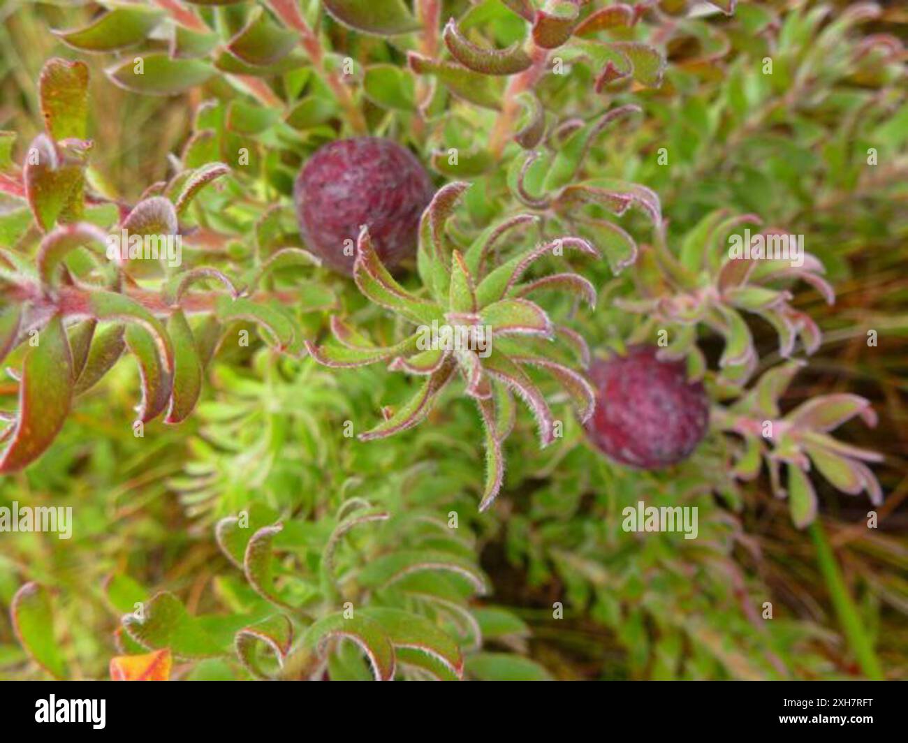 Langeberg Conebush (Leucadendron radiatum) , Sleeping Beauty: Sleeping ...
