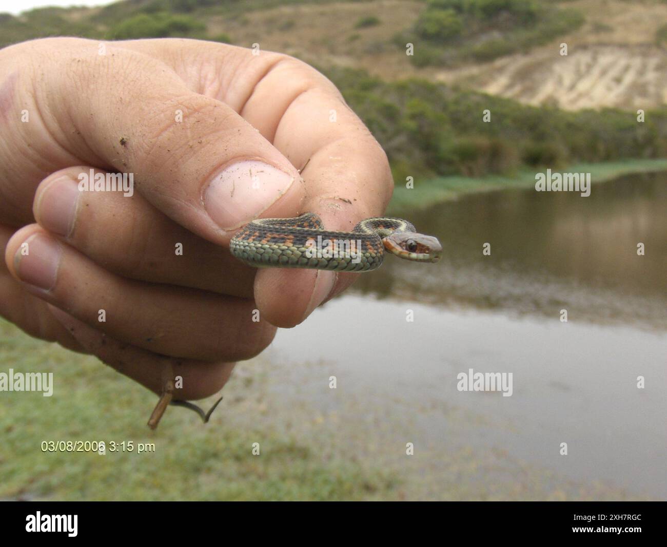 California Red-sided Garter Snake (Thamnophis sirtalis infernalis ...