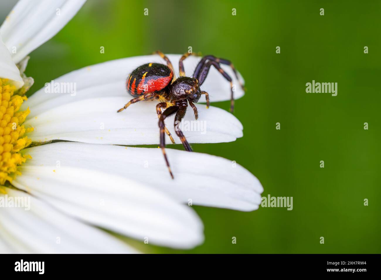 the Napoleon spider - Synema globosum, tiny beautiful colored spider ...
