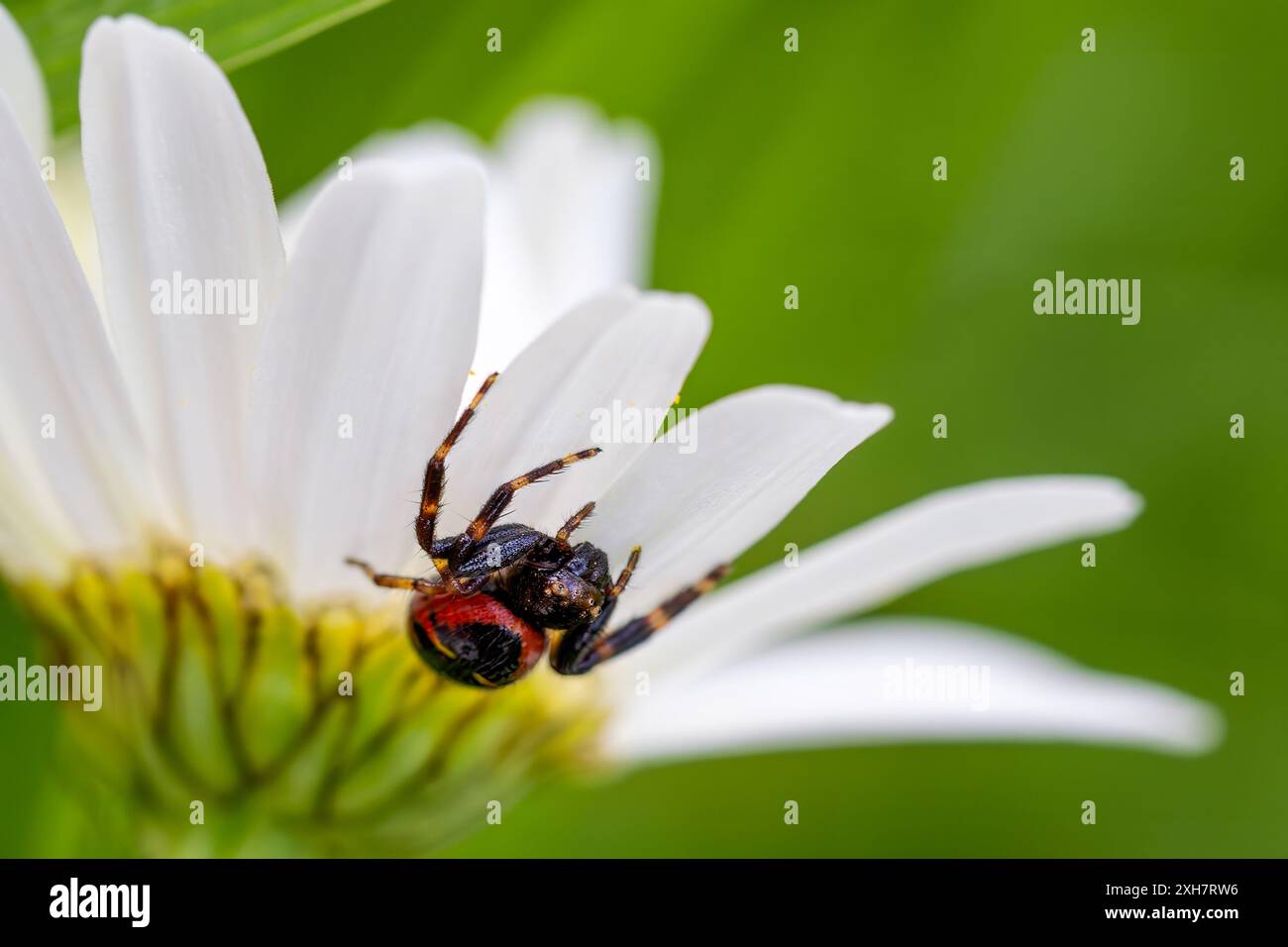 the Napoleon spider - Synema globosum, tiny beautiful colored spider ...